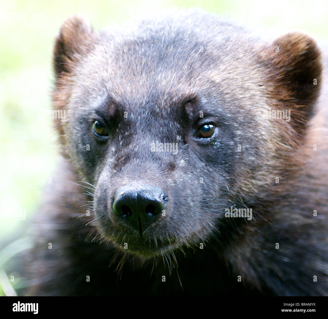 Wolverine looking towards camera Stock Photo - Alamy