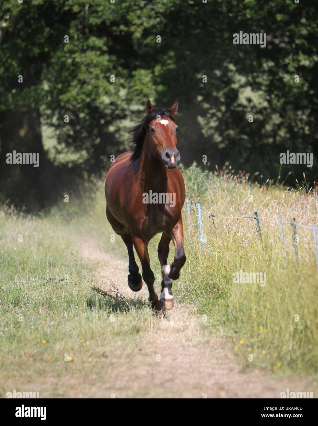 Animal canter cantering field gallop galloping horse hi-res stock ...