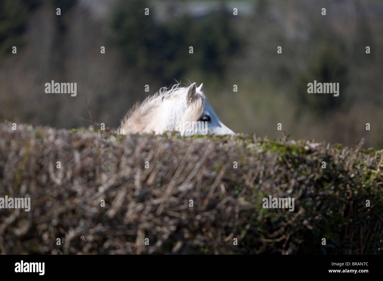 A beautiful grey Welsh Mountain pony stallion peeping over the hedge ...