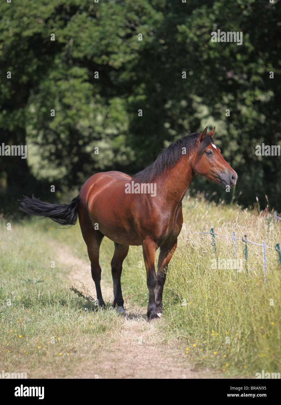 A beautiful bay Welsh Cob Stock Photo - Alamy