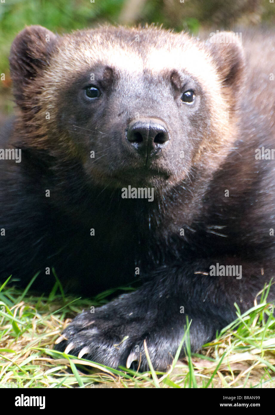 Wolverine looking towards camera hi-res stock photography and images ...