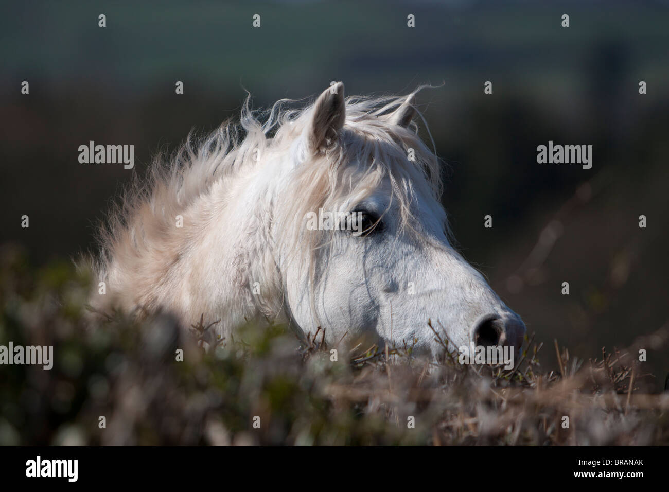 A beautiful grey Welsh Mountain pony stallion peeping over the hedge ...