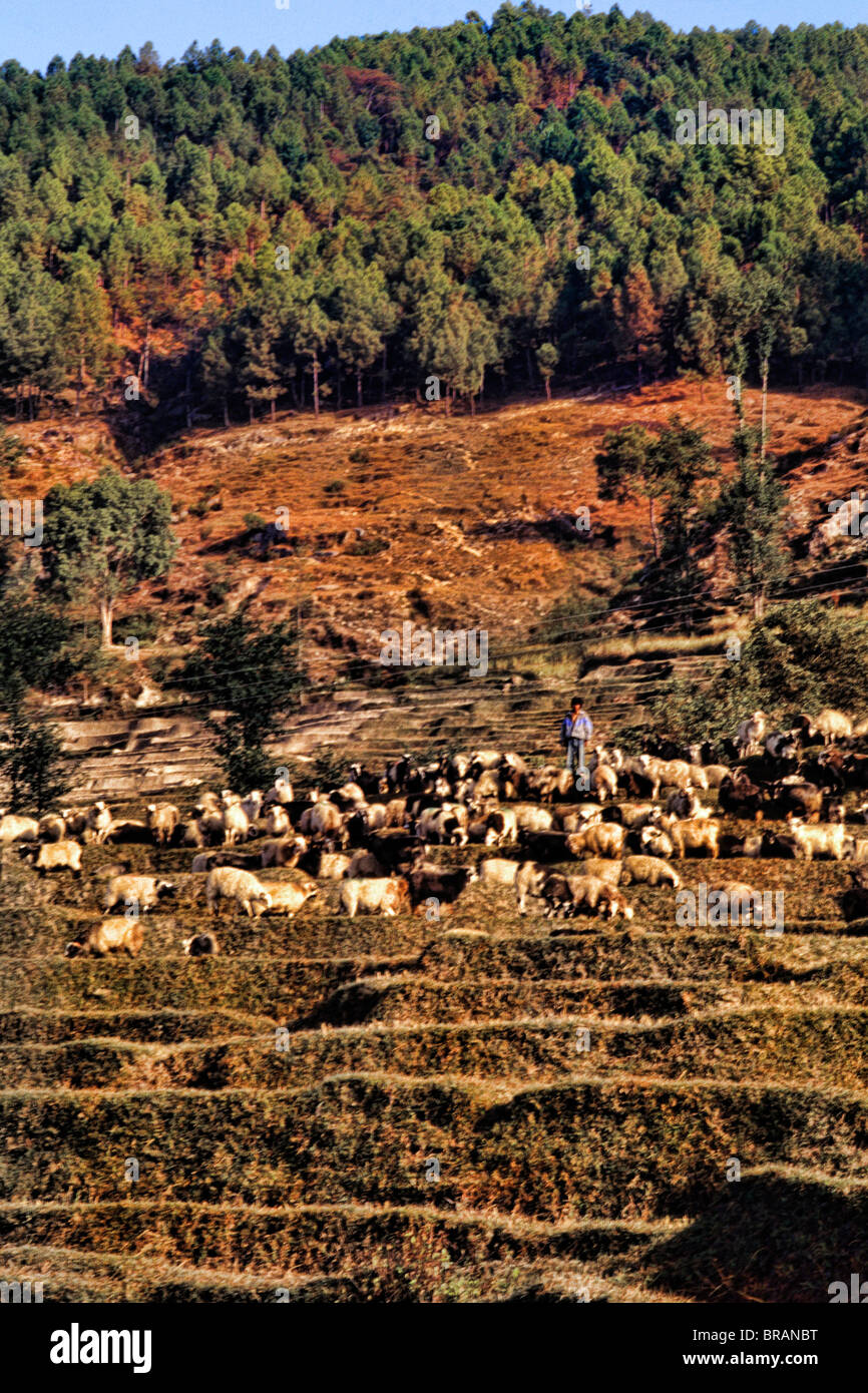 Vista of the ancient layered rice fields of farming near Mt Everest in ...