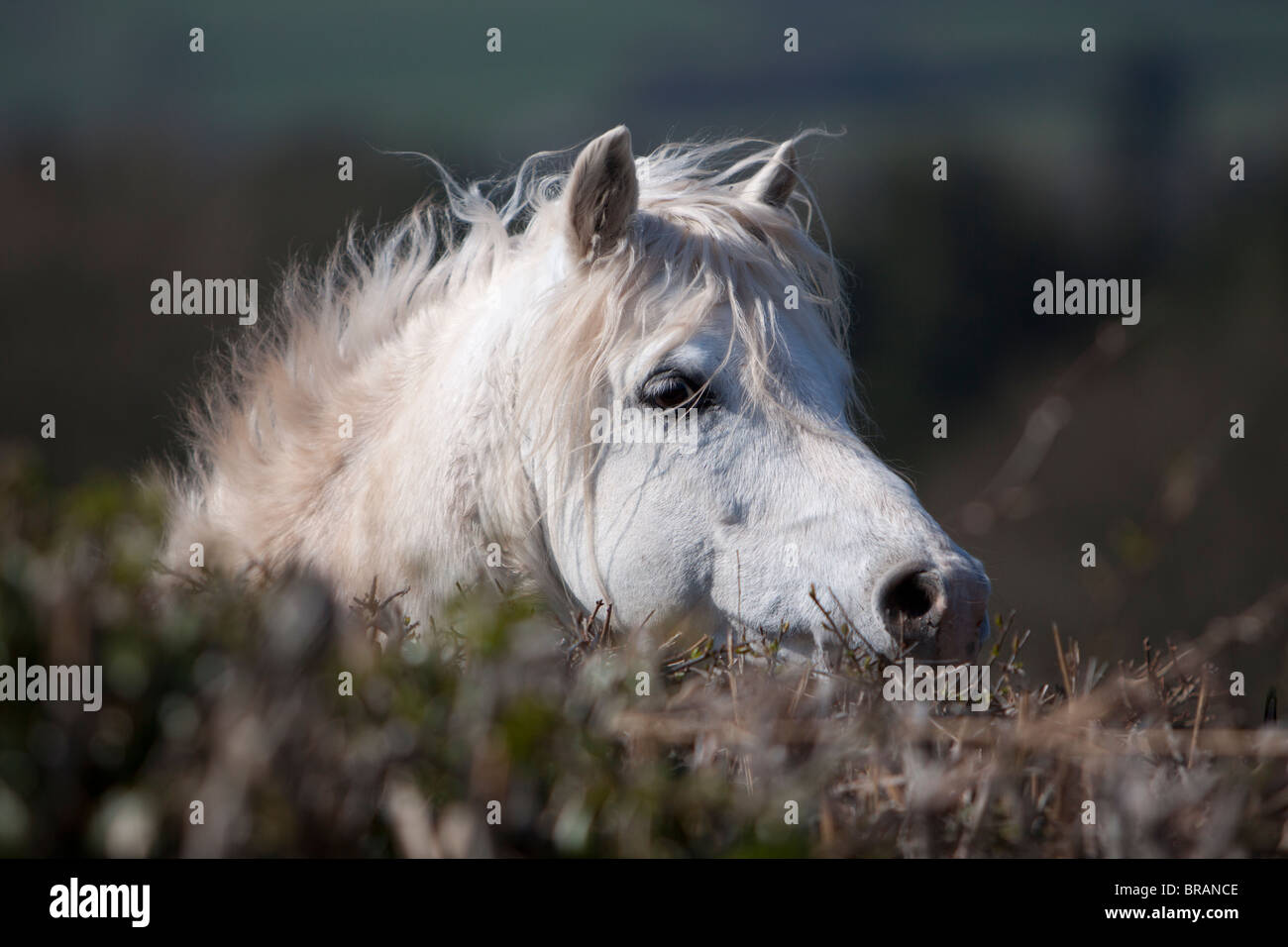 A beautiful grey Welsh Mountain pony stallion peeping over the hedge ...