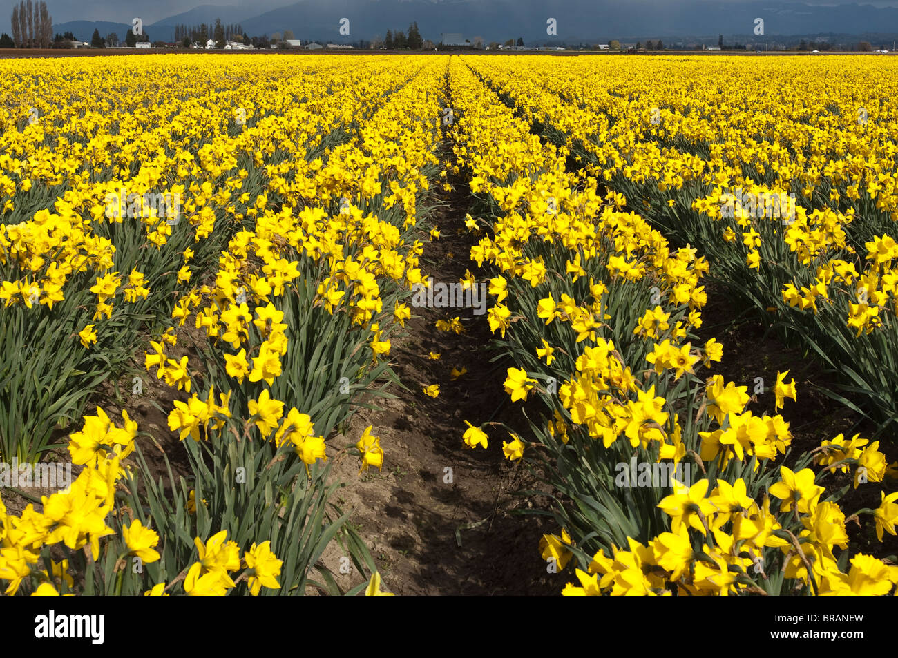 Field daffodils usa hi-res stock photography and images - Alamy