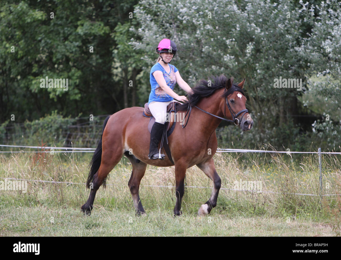A teenage girl riding a beautiful bay Welsh Cob Stock Photo - Alamy