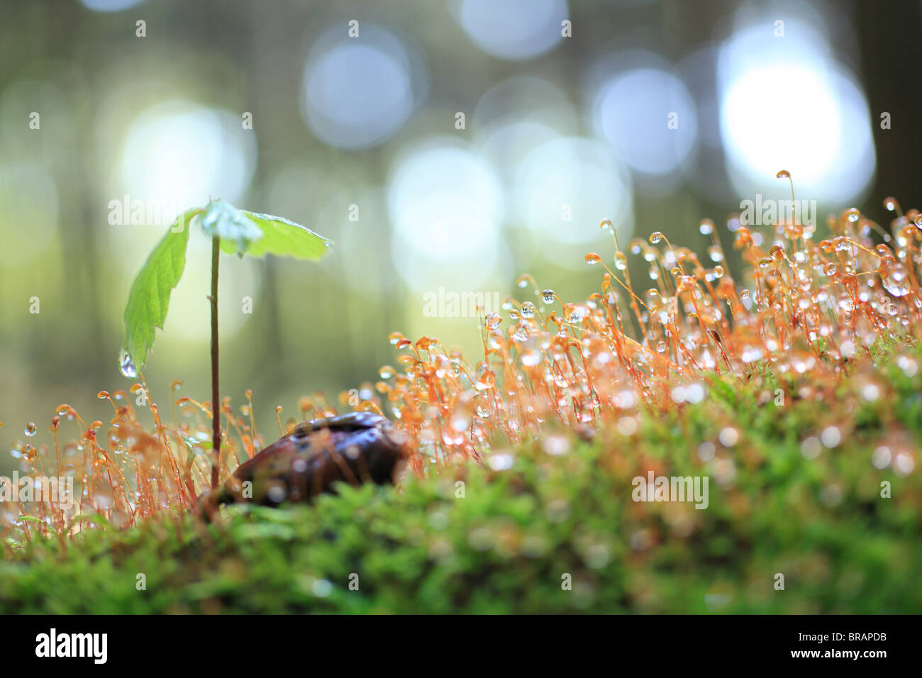 Sprout in the forest Stock Photo - Alamy