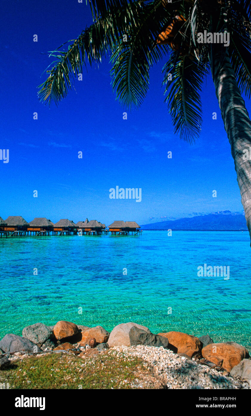 Beautiful palm trees as scenic on water in Tahiti in French Polynesia ...