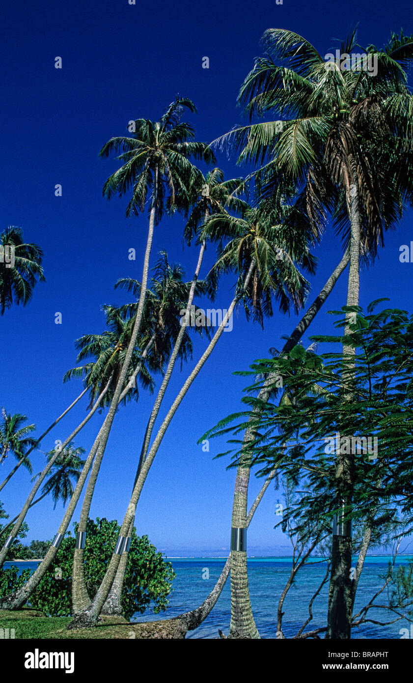 Beautiful palm trees as scenic on water in Tahiti in French Polynesia ...