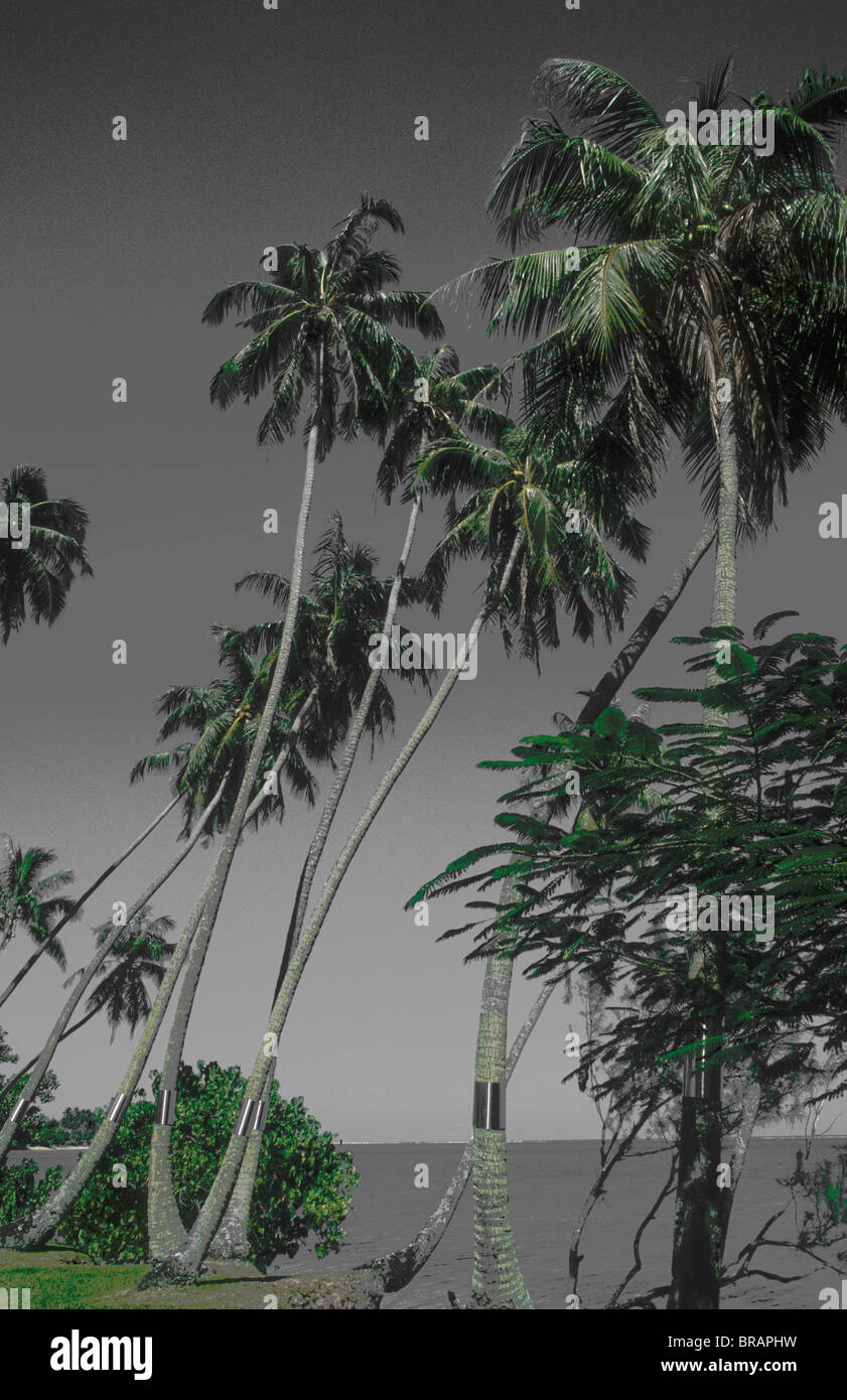 Beautiful palm trees as scenic on water in Tahiti in French Polynesia ...