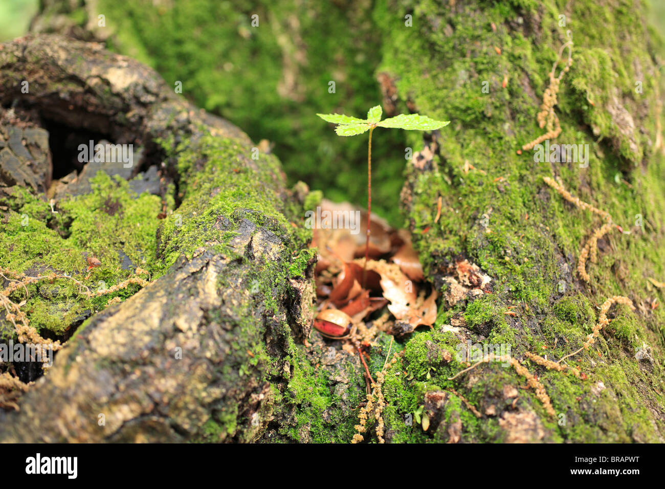 Sprout tree hi-res stock photography and images - Alamy