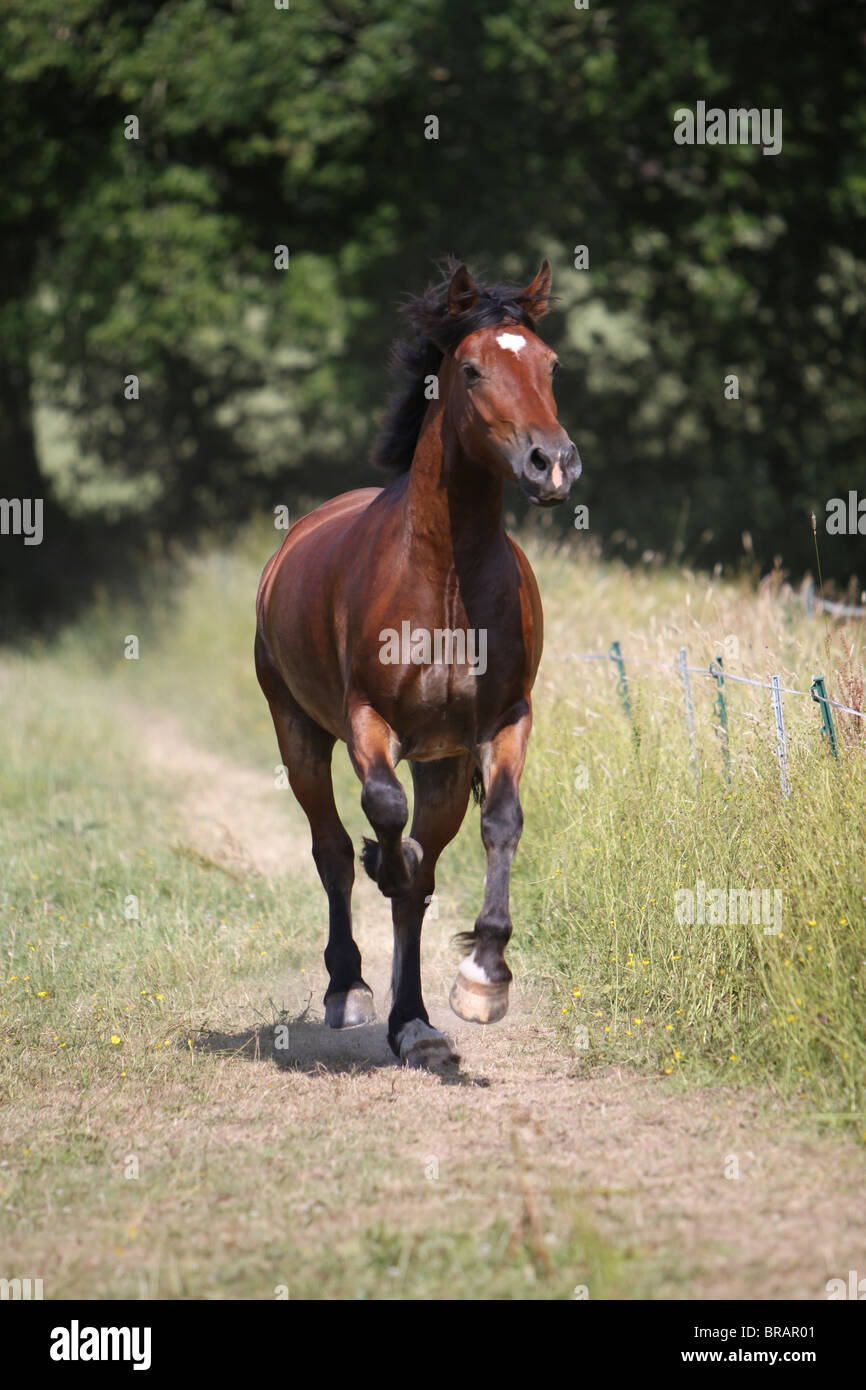 Animal canter cantering field gallop galloping horse hi-res stock ...