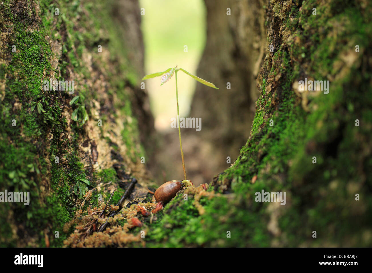 Sprout tree hi-res stock photography and images - Alamy