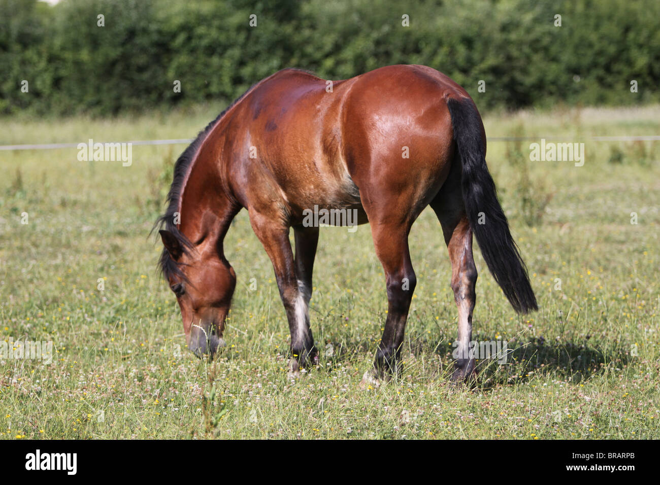A beautiful bay Welsh Cob grazing in his field Stock Photo - Alamy