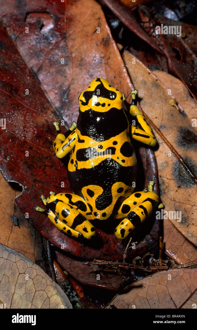 Dendrobatid poison dart Frog (Dendrobates leucomelas), Venezuela, South ...