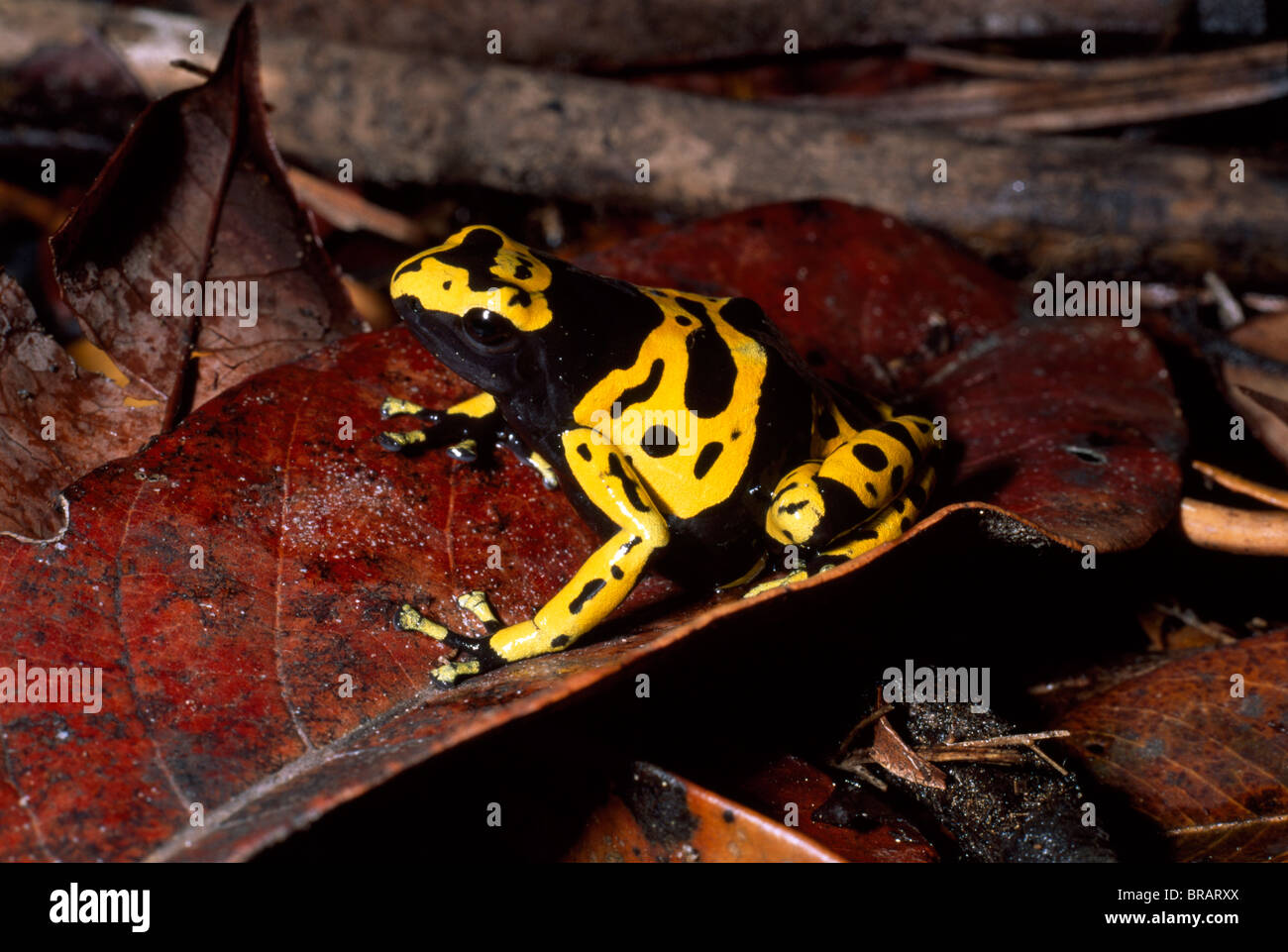 Dendrobatid poison dart Frog (Dendrobates leucomelas), Venezuela, South ...