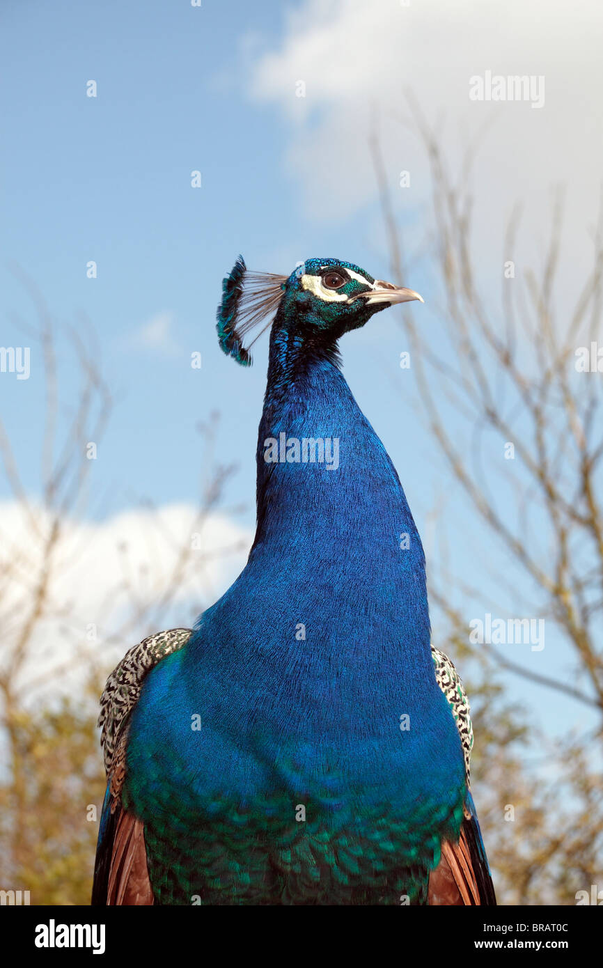 Peacock face hi-res stock photography and images - Alamy