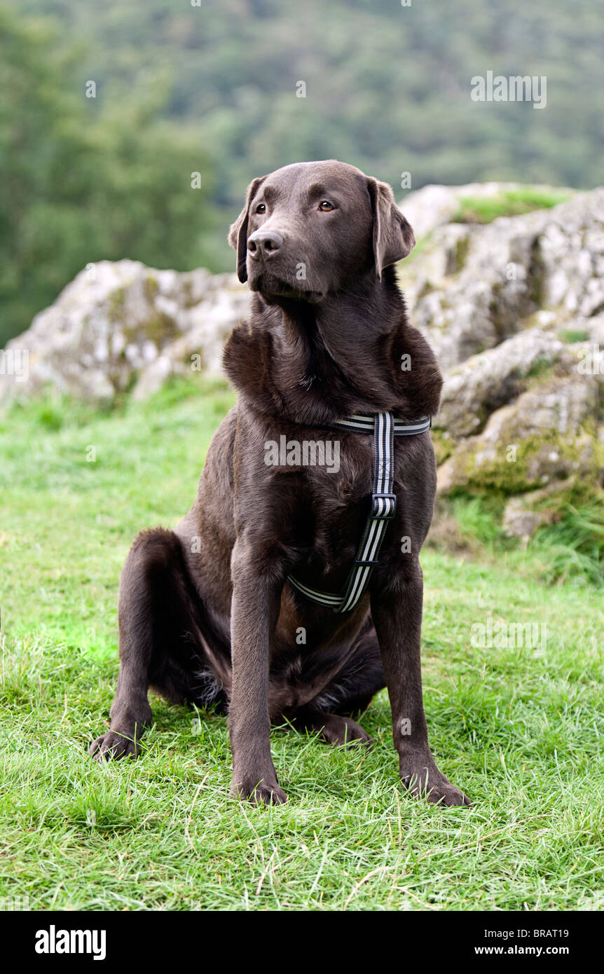 Sit harness hi-res stock photography and images - Alamy
