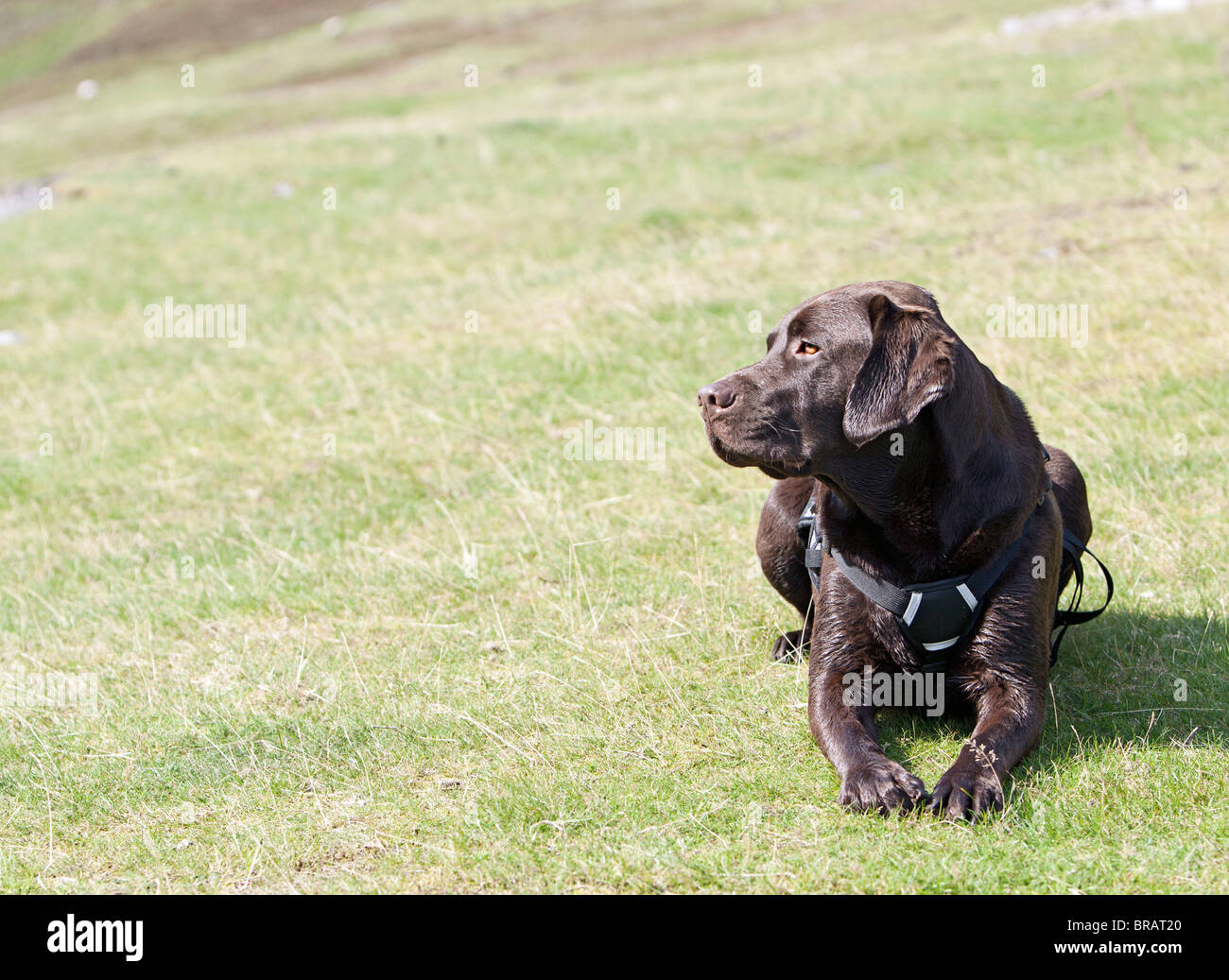 Chocolate Labrador. Lying Down, In Dog Harness Stock Photo - Alamy