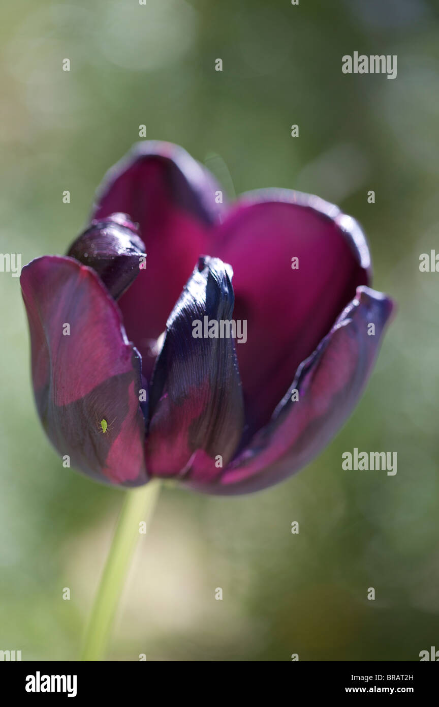 Black tulip with aphid Stock Photo - Alamy