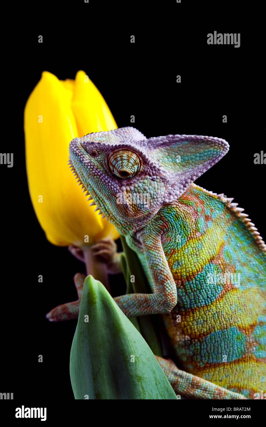 Flower on chameleon Stock Photo - Alamy