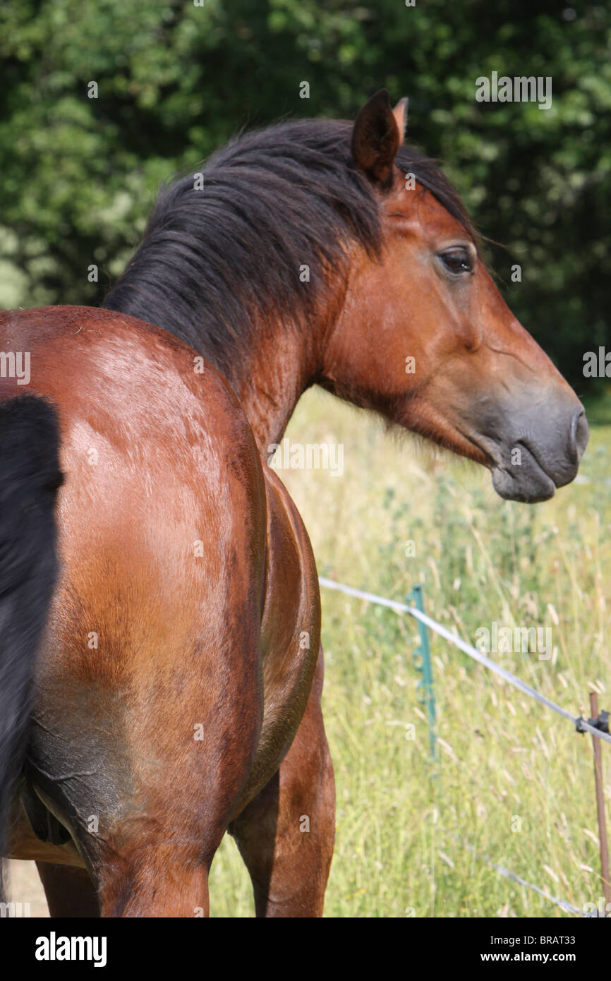A beautiful bay Welsh Cob Stock Photo - Alamy