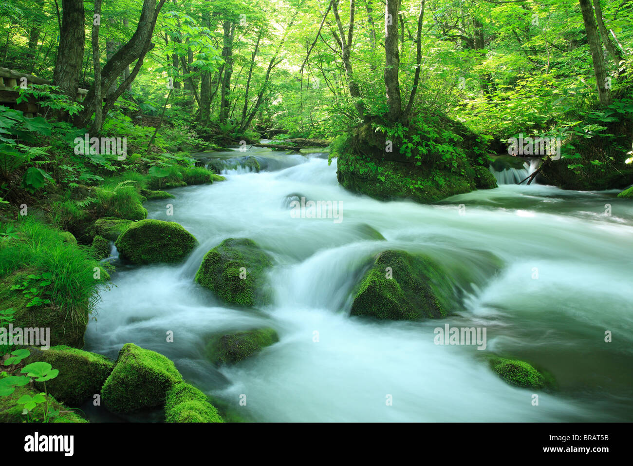 water spring in forest Stock Photo - Alamy