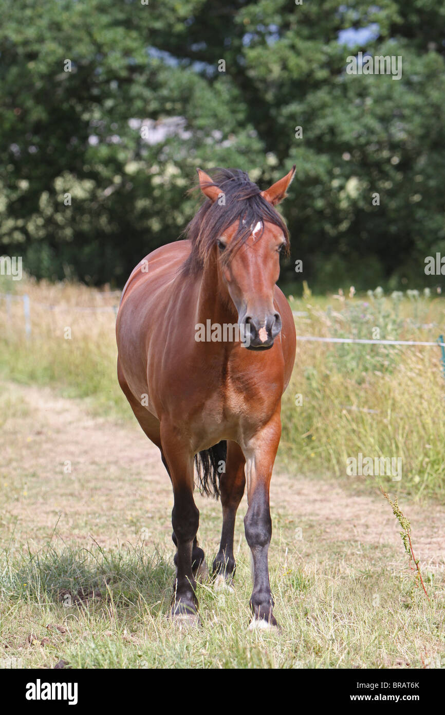 A beautiful bay Welsh Cob walking towards the camera Stock Photo - Alamy
