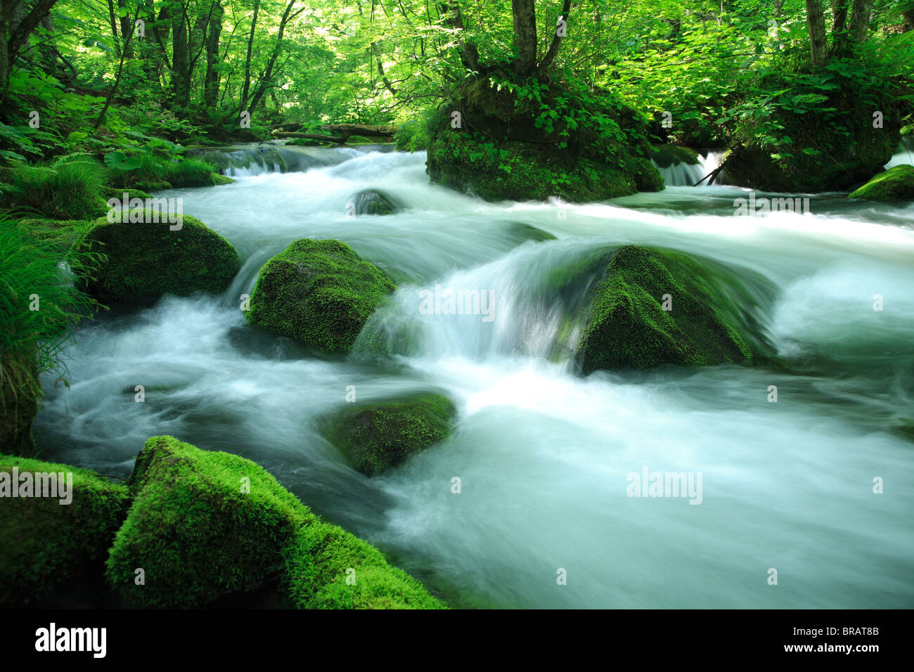 water spring in forest Stock Photo - Alamy
