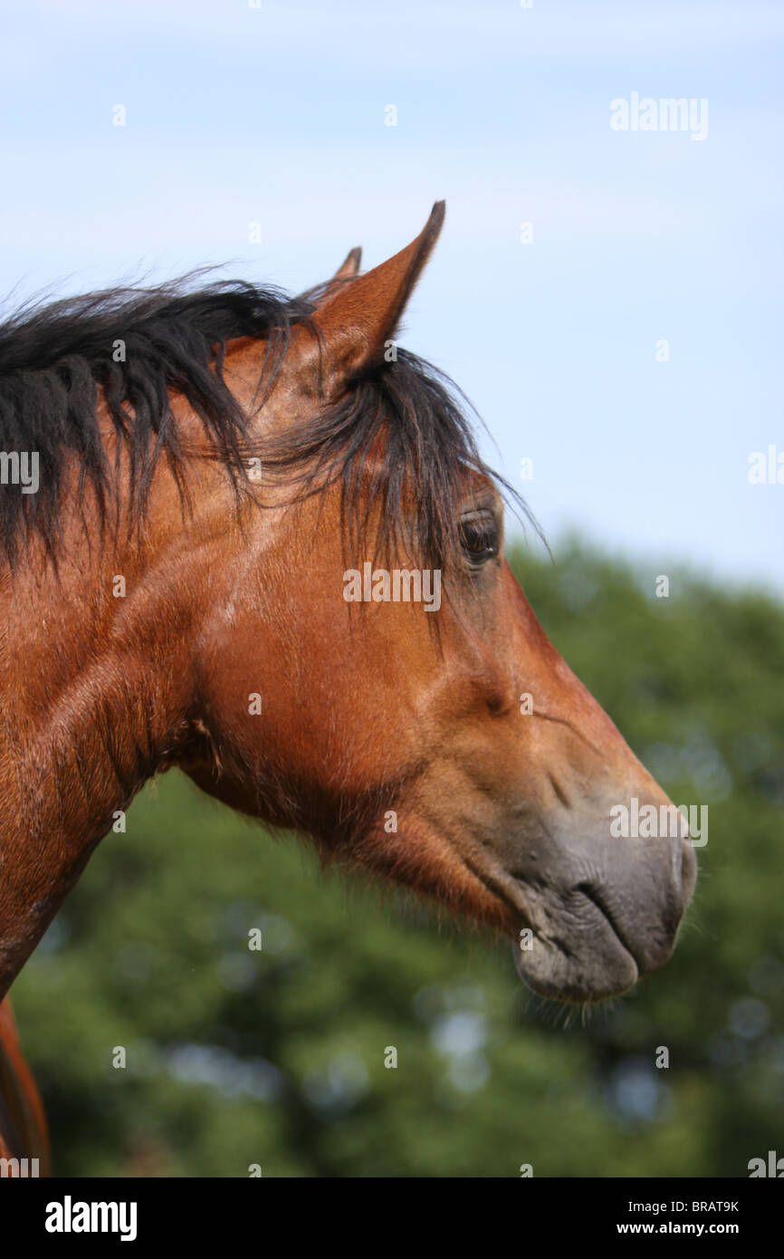 Head of a beautiful bay Welsh Cob Stock Photo - Alamy