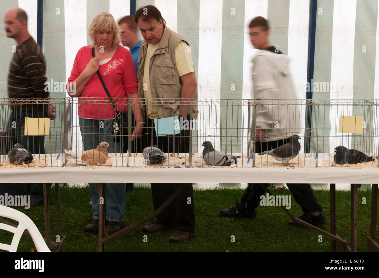 Pigeon In Cage Pigeon Show Stock Photos & Pigeon In Cage Pigeon Show ...