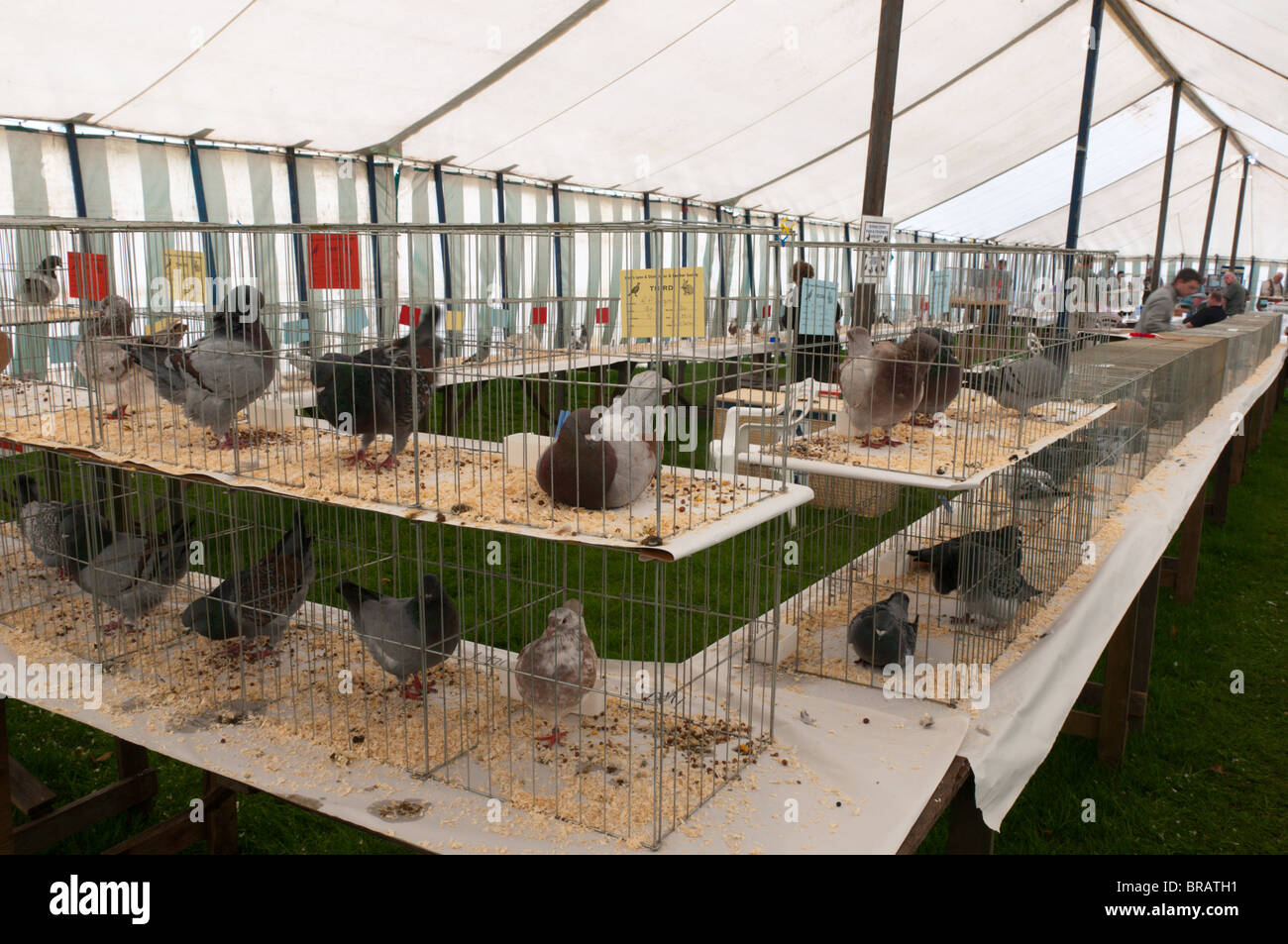 Pigeons in the judging tent at the Sandringham Game and Country Fair ...