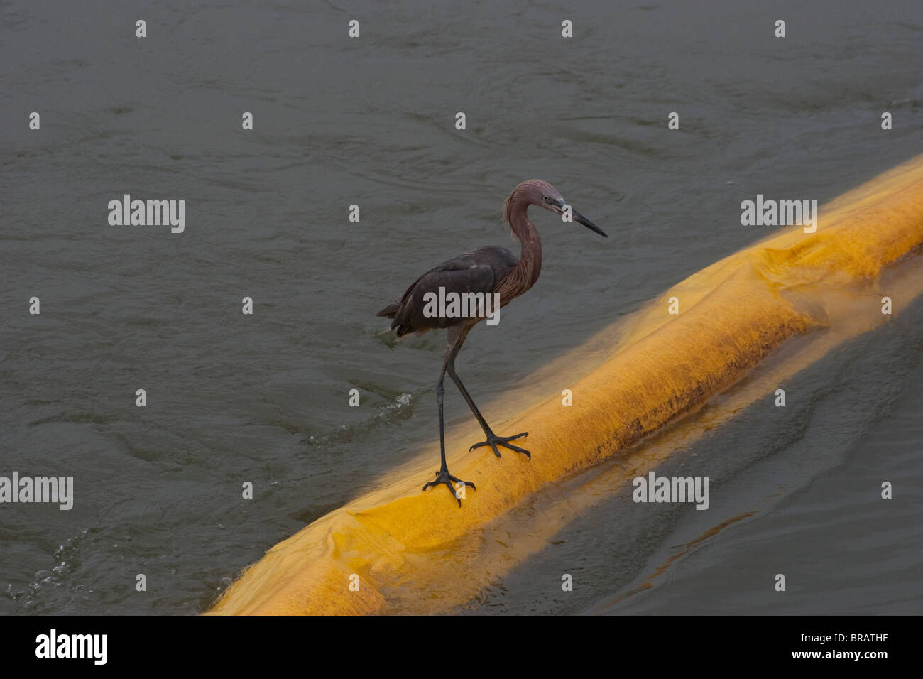 Bp oil spill bird hi-res stock photography and images - Alamy