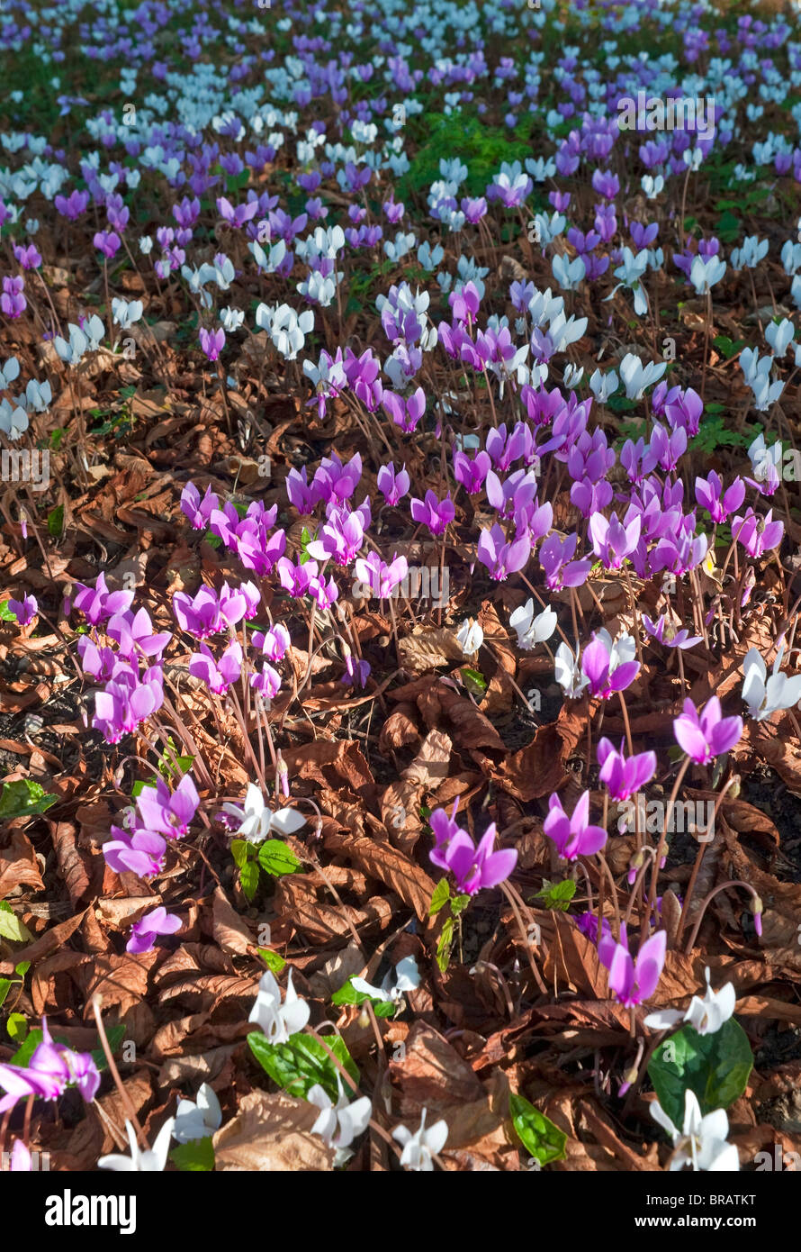 Carpet of wild Cyclamen in wooded garden - France Stock Photo - Alamy
