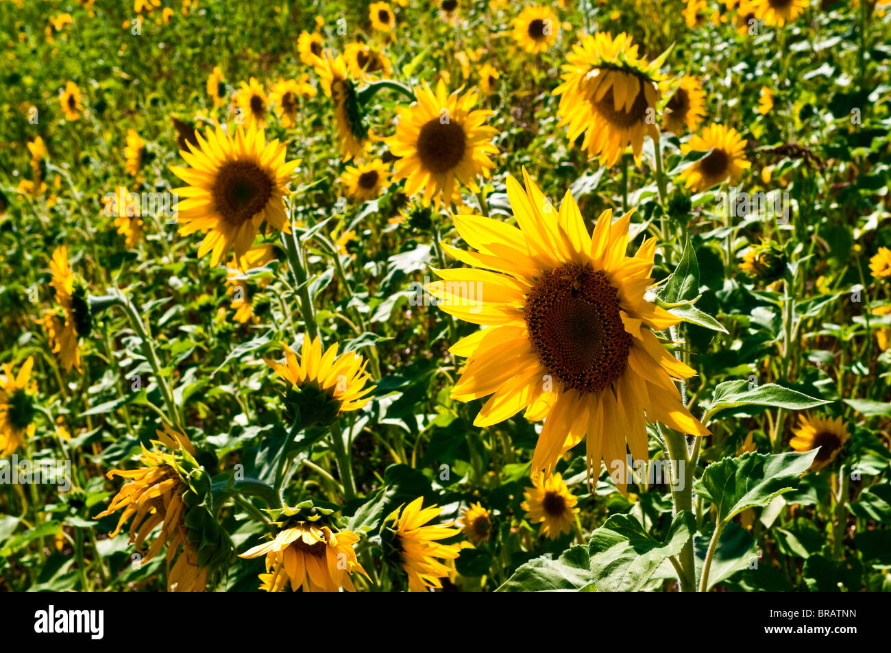 Miniature Sunflowers - Helianthus annuus, Indre et Loire, France Stock ...
