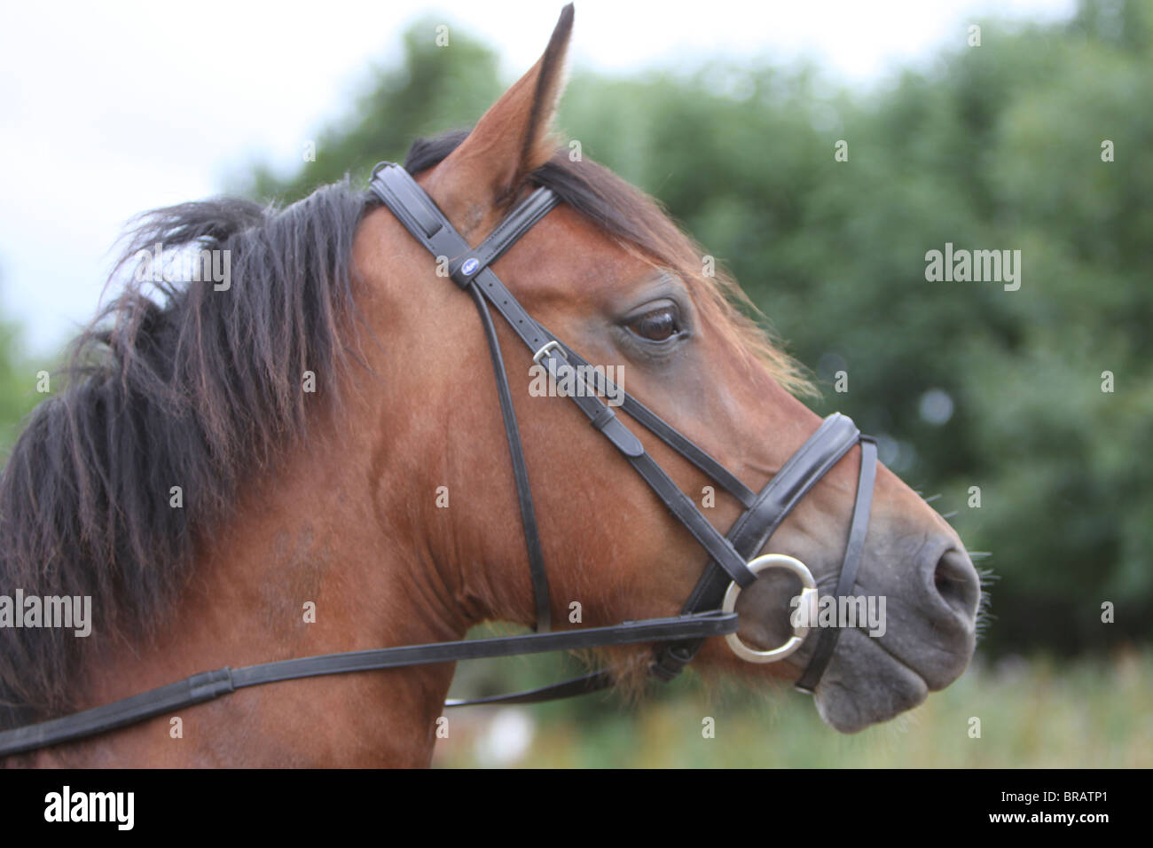 Head of a beautiful bay Welsh Cob Stock Photo - Alamy