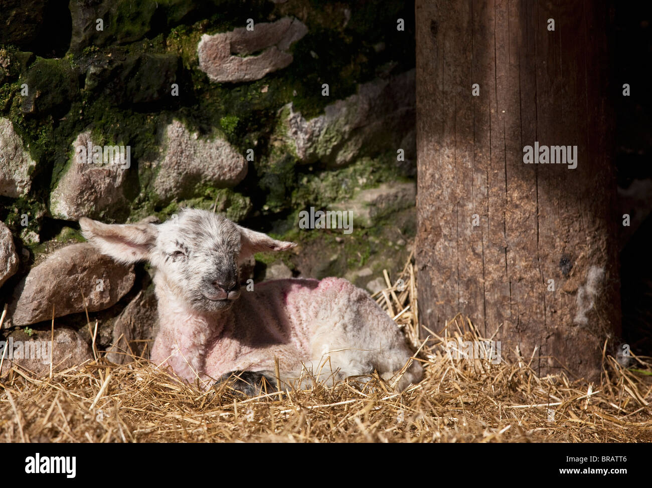 A Lamb Laying In The Hay; Northumberland, England Stock Photo - Alamy