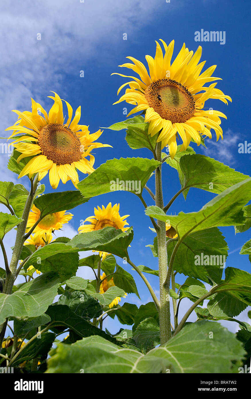 sunflowers standing up looked from below with blue sky and a bumble bee ...