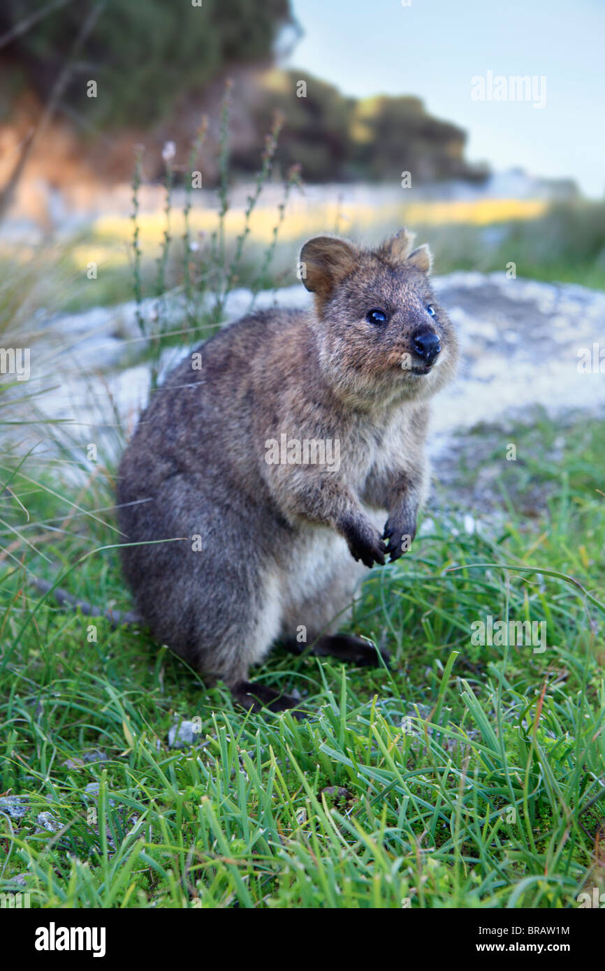 Quokka (Setonix brachyurus Stock Photo - Alamy