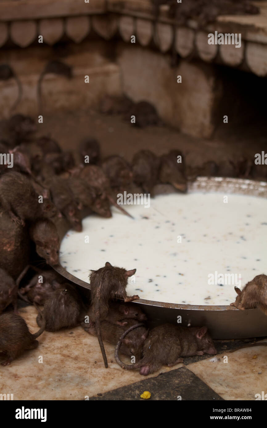 rats drinking milk in the karni mata temple Stock Photo - Alamy