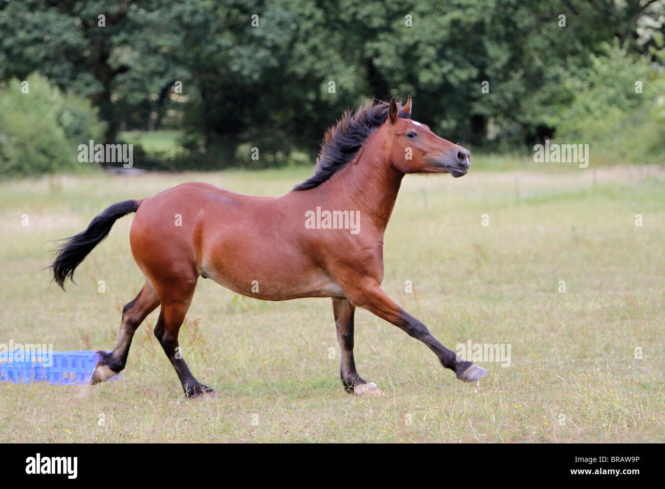 Bay cob horse in paddock hi-res stock photography and images - Alamy