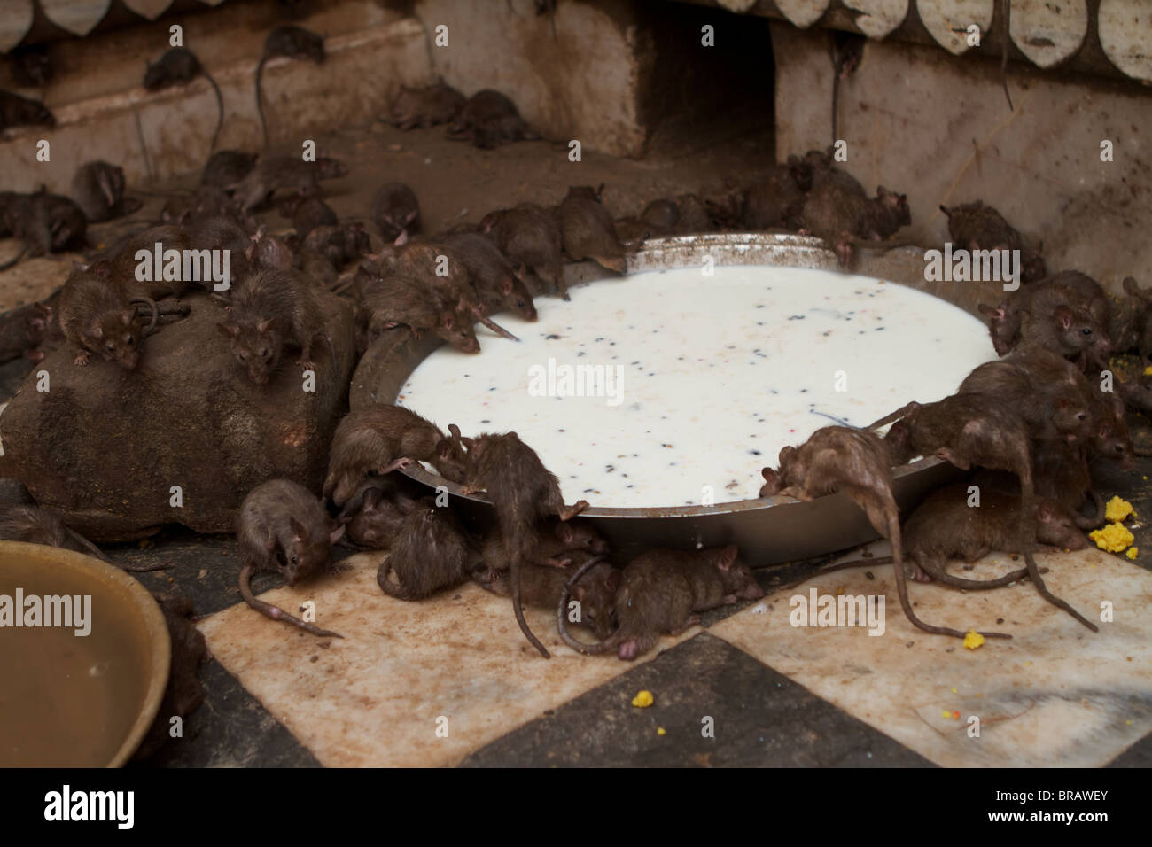 rats drinking milk in the karni mata temple Stock Photo - Alamy