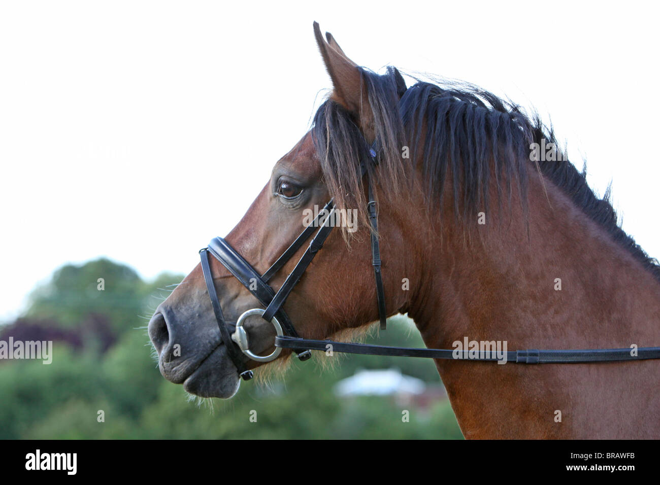 Head of a beautiful bay Welsh Cob Stock Photo - Alamy