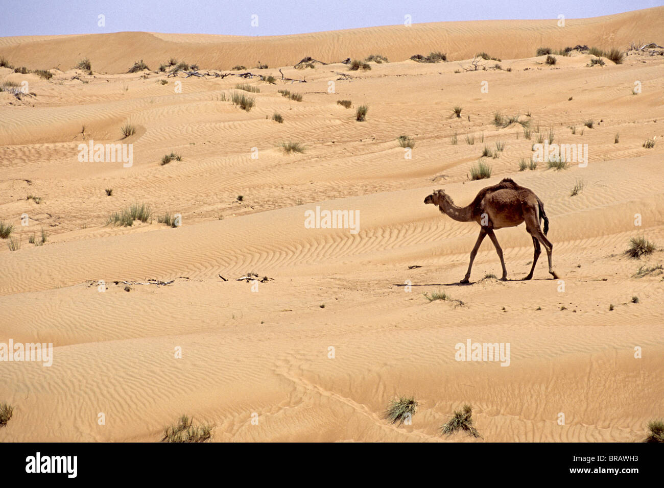 dromedary - walking in the desert / Camelus dromedarius Stock Photo - Alamy