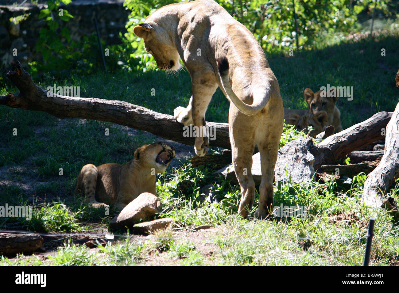 Two young lions playing with each other over a large branch with a few ...