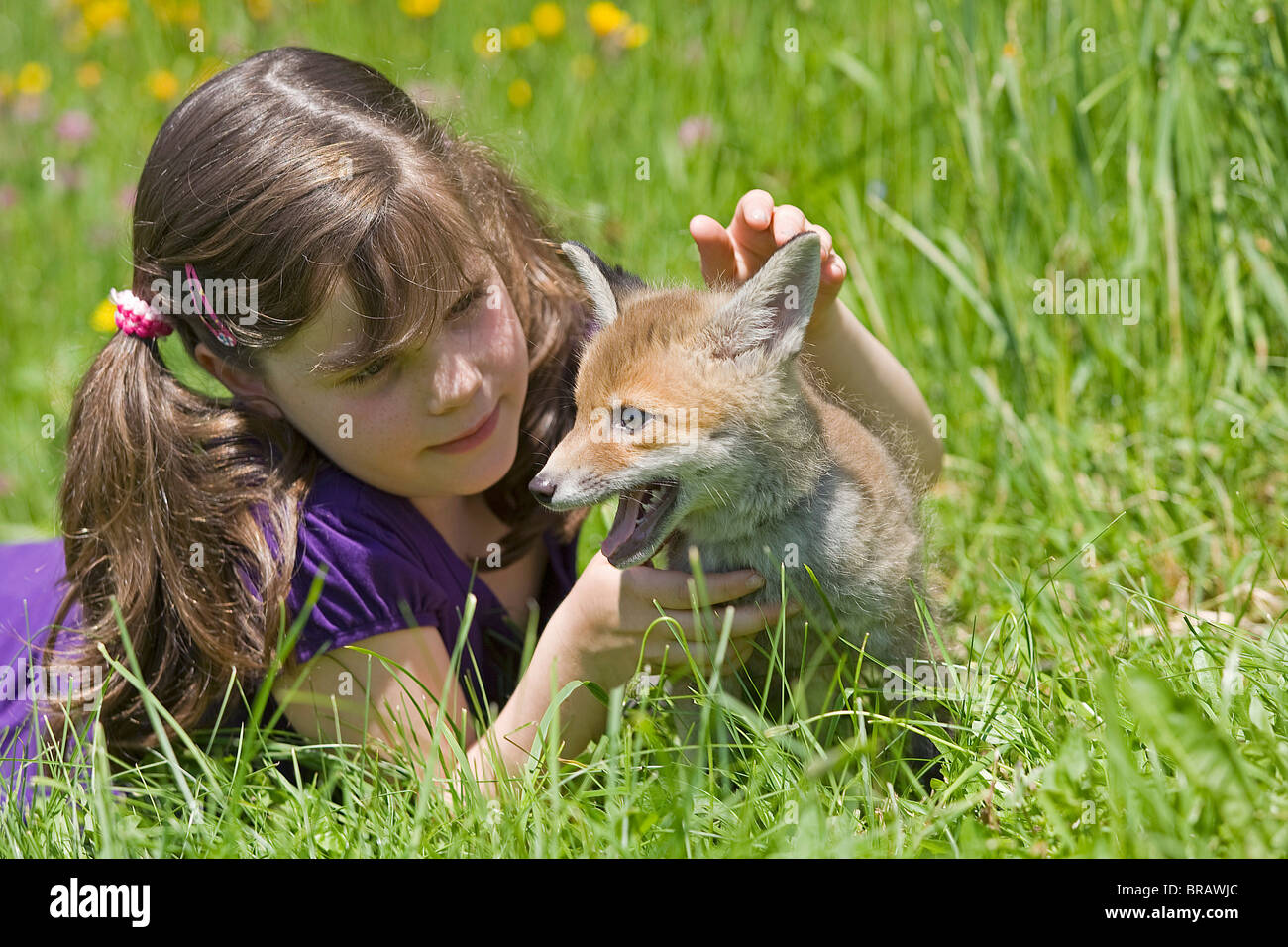 girl and young red fox on meadow Stock Photo - Alamy