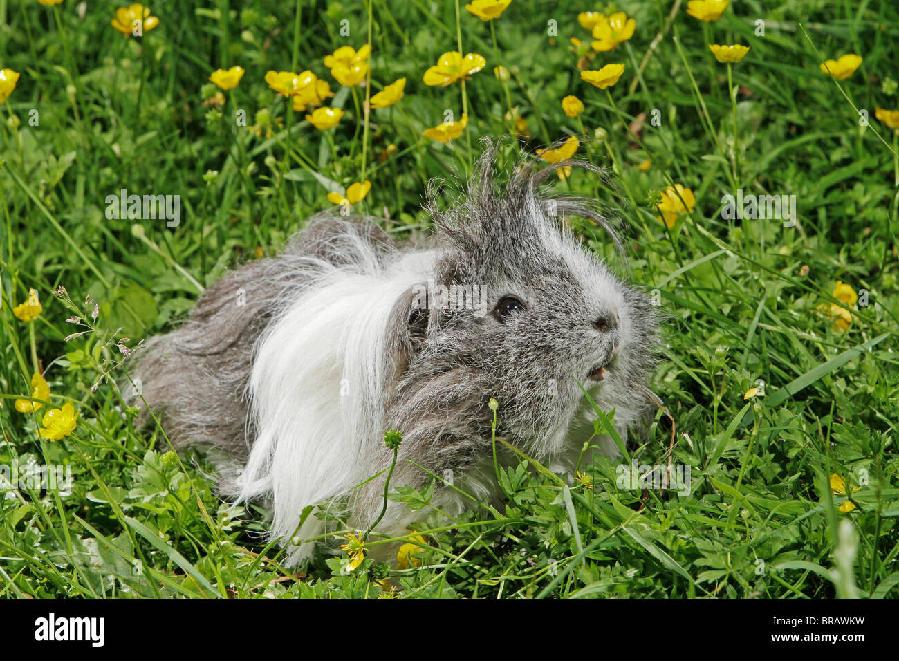 Lunkarya Guinea pig on a meadow Stock Photo - Alamy