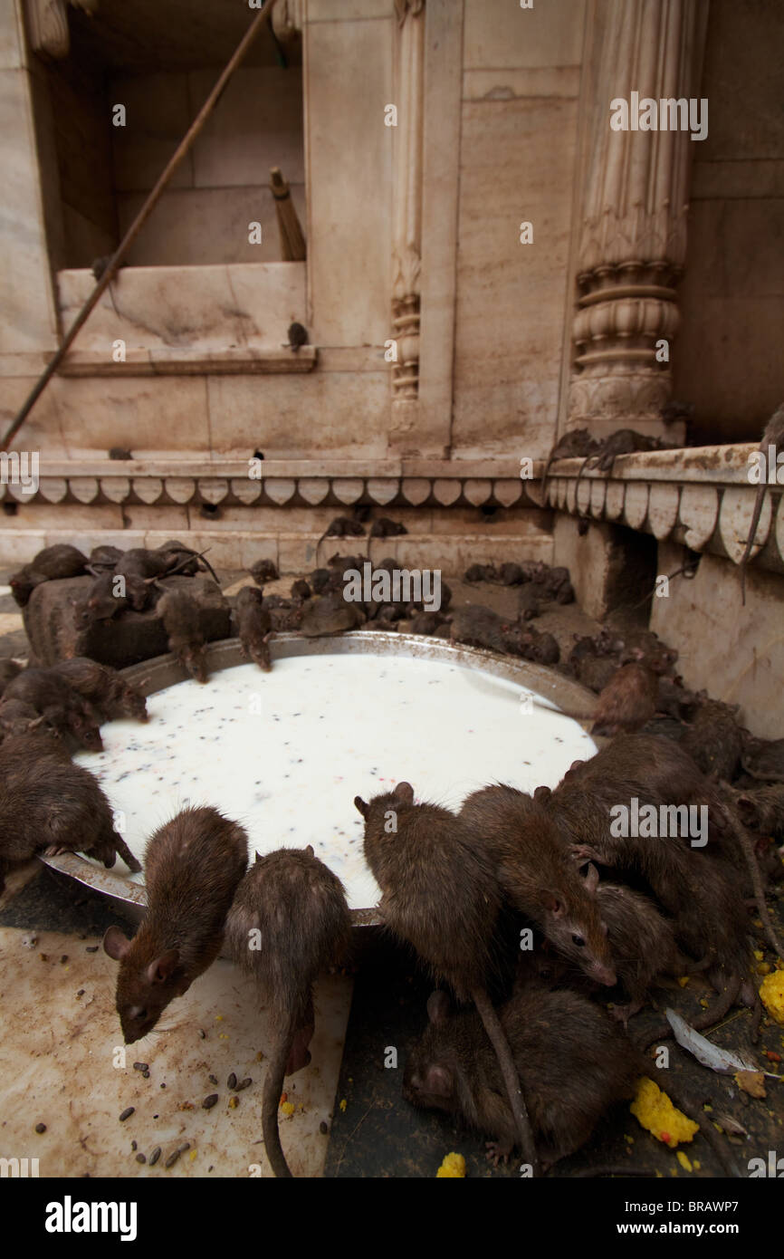 rats drinking milk in the karni mata temple Stock Photo - Alamy