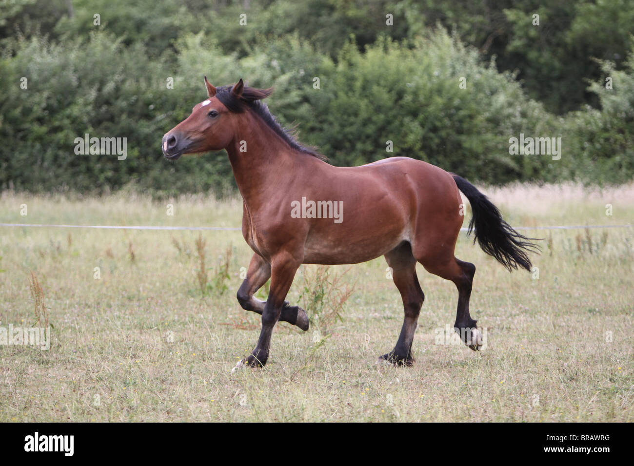 Bay cob horse in paddock hi-res stock photography and images - Alamy