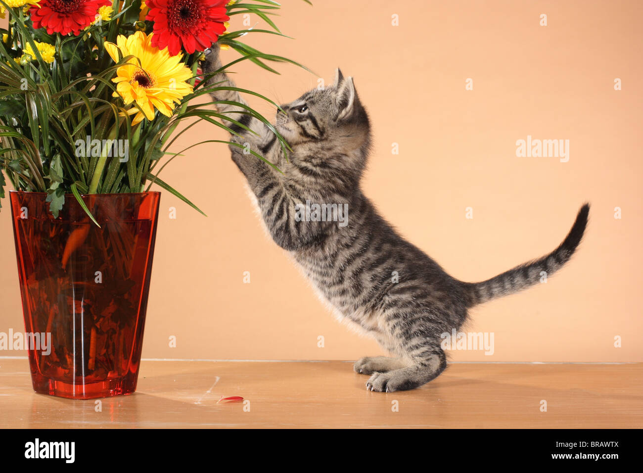 tabby domestic kitten - playing with flowers Stock Photo - Alamy
